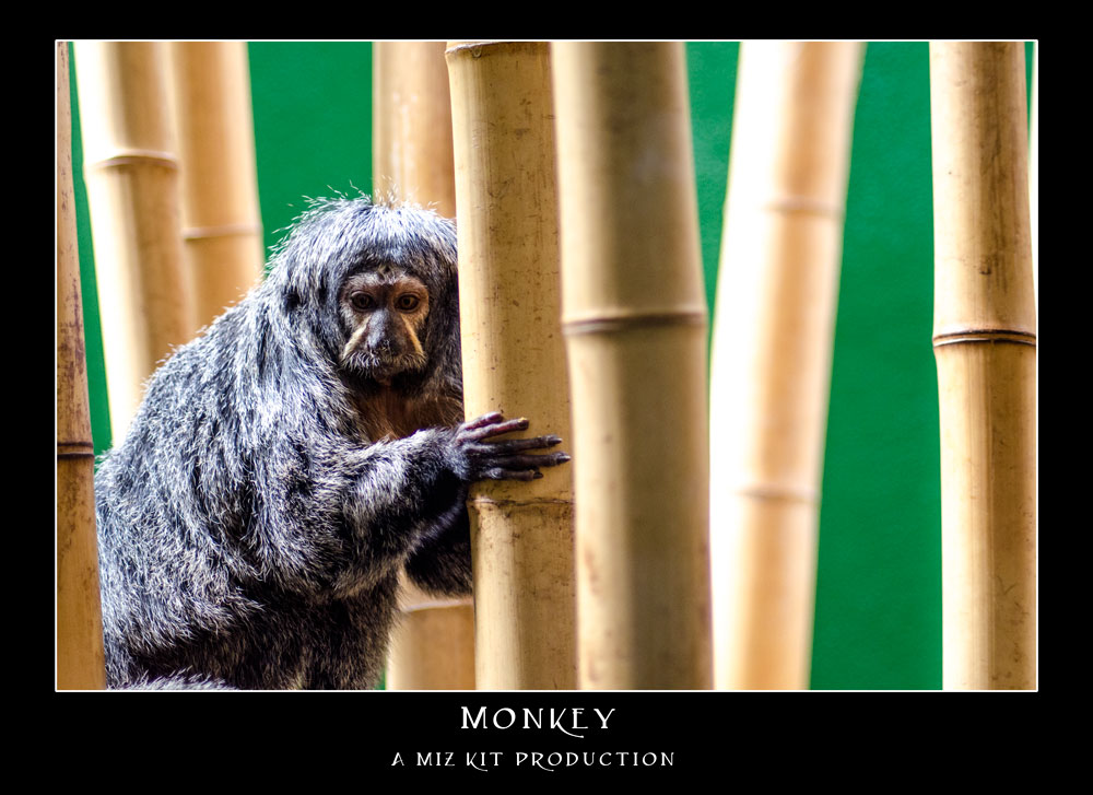 kitsnaps_monkey - the essential kit